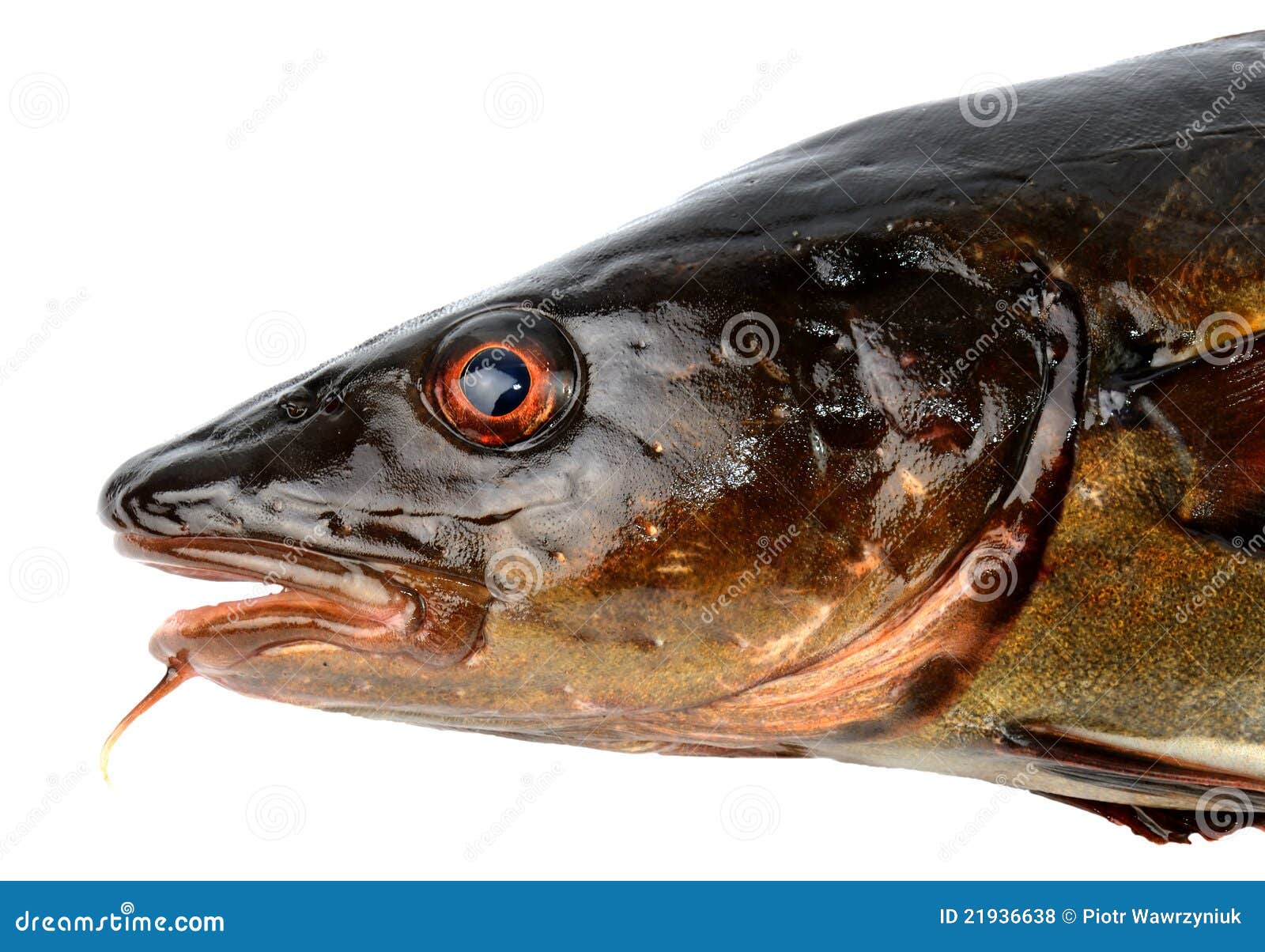 Portrait of brown cod stock photo. Image of seafood, fishing - 21936638