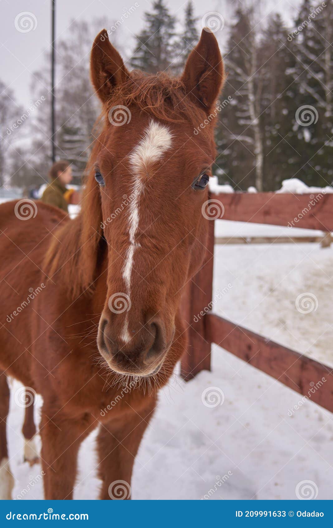 Portrait of a Brown Colt with a White Stripe on the Muzzle Stock Image ...