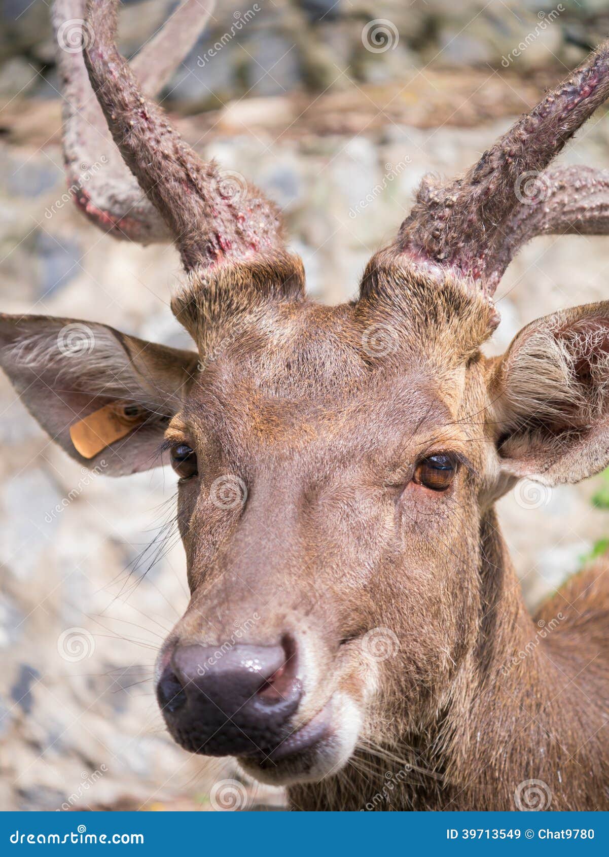 Portrait of a brown deer stock image. Image of wildlife - 39713549