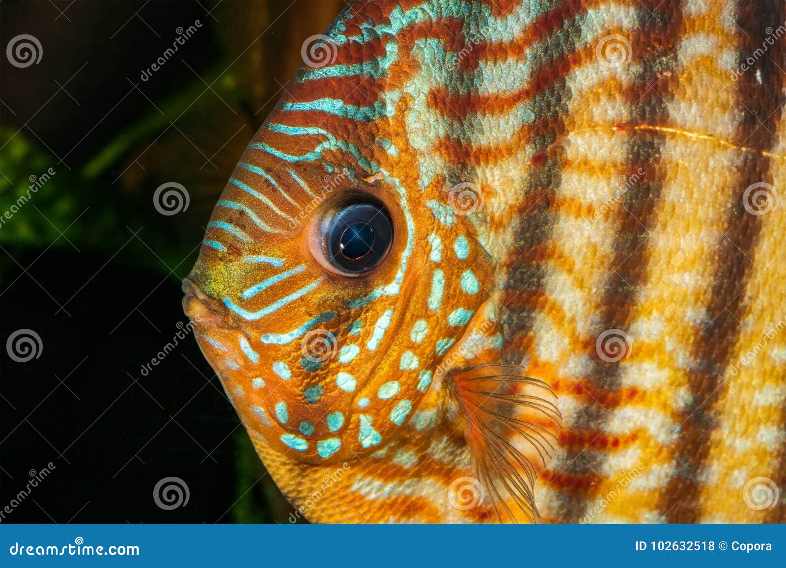 Portrait of Discus Fish Symphysodon Stock Photo - Image of dive, nature ...