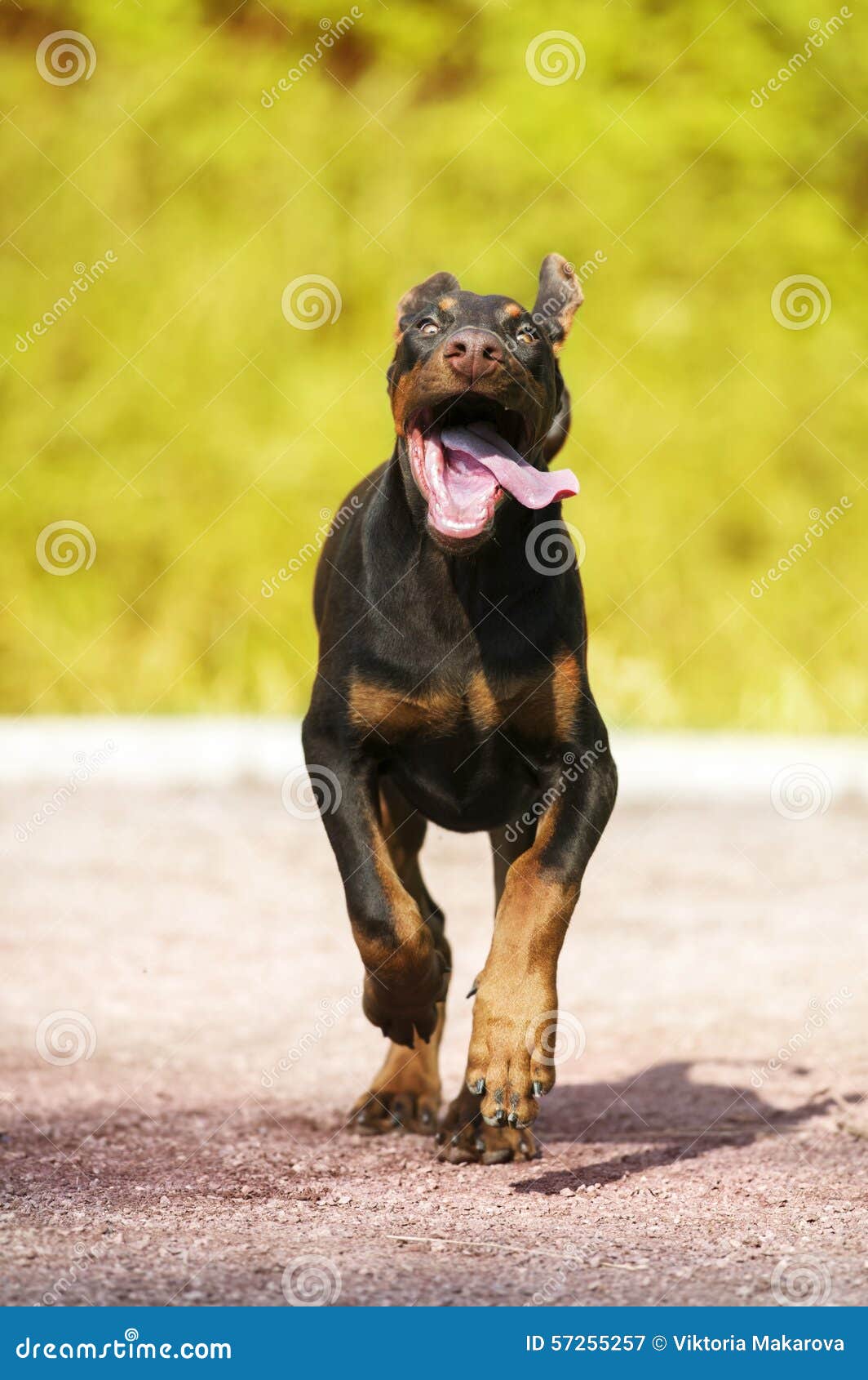 Portrait of the Brown Doberman Puppy Stock Image - Image of doberman ...
