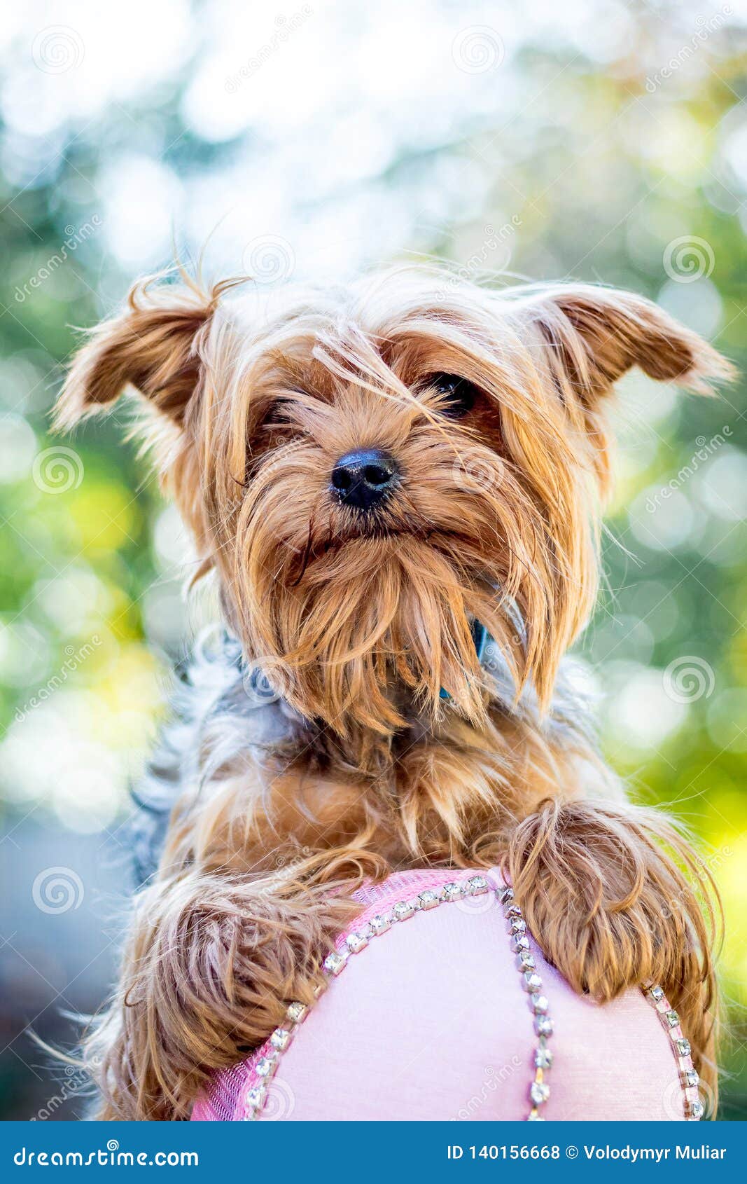 Portrait Brown Dog of Breed Yorkshire Terrier_ Stock Photo - Image of ...