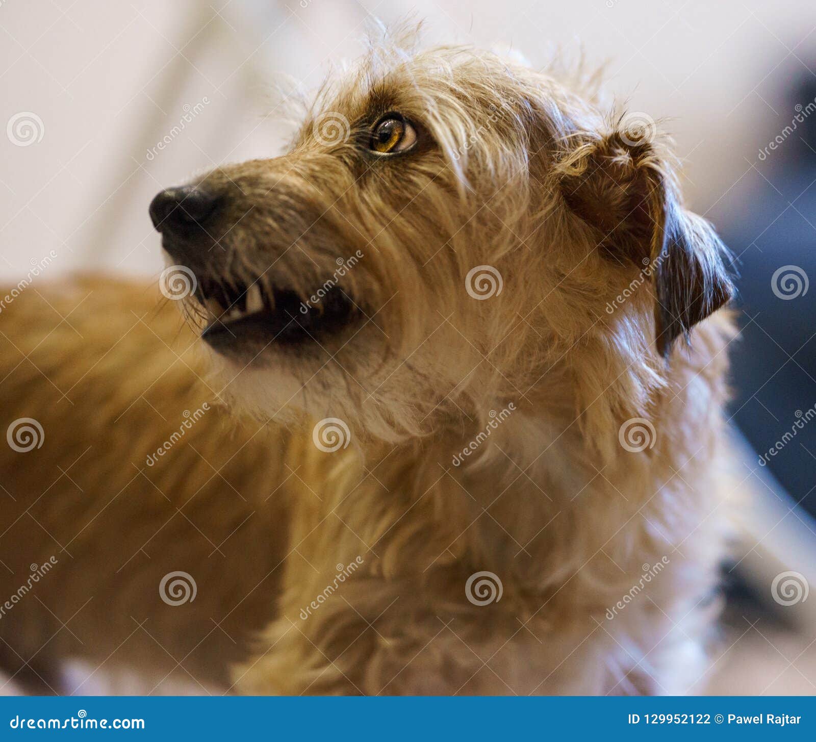 Portrait of a Brown Dog Jack Russell Terrier Mix Stock Photo - Image of ...