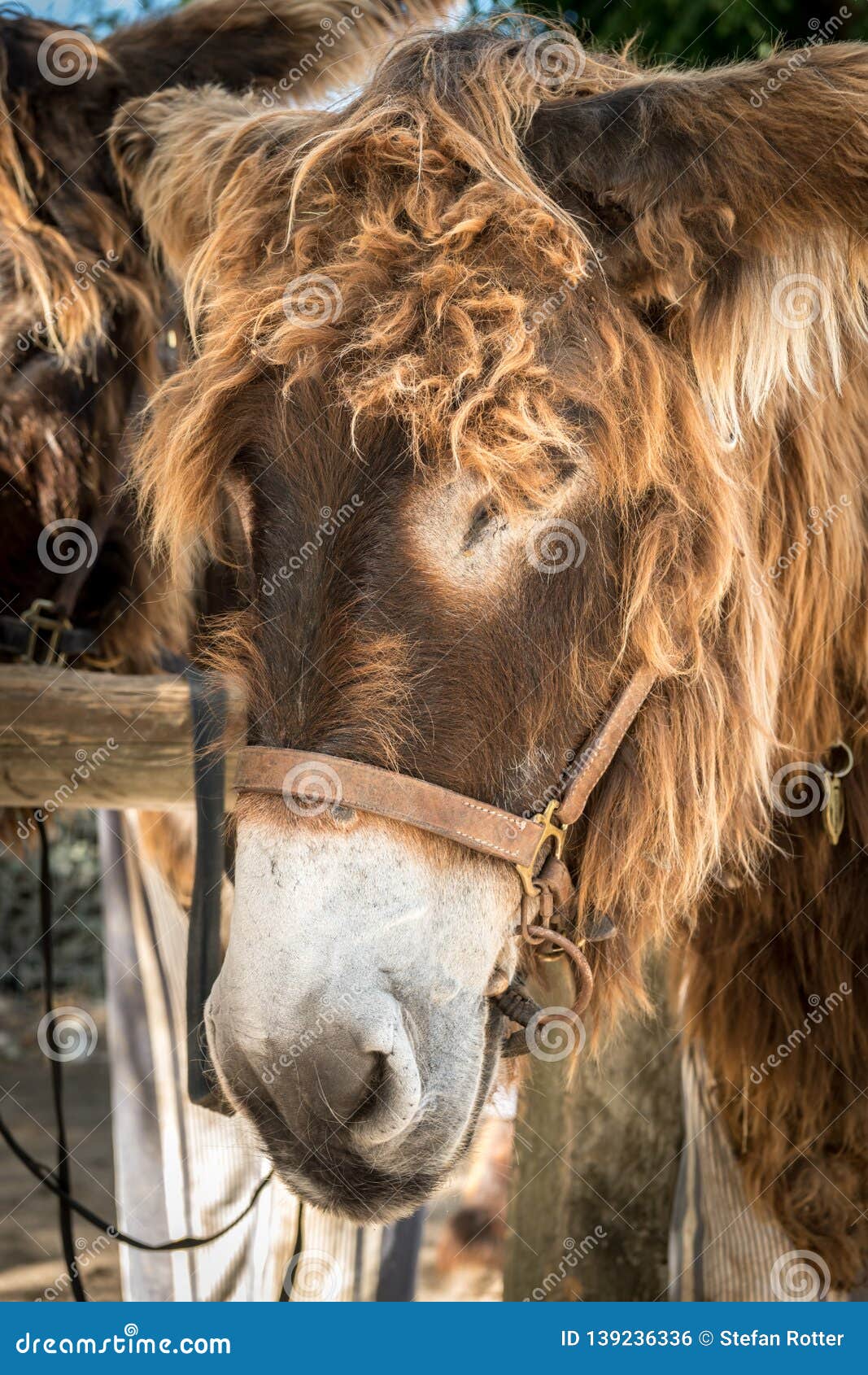 Portrait of a Donkey with Long Hair Stock Photo - Image of domestic ...
