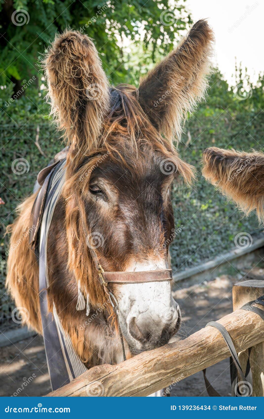 Portrait of a Donkey with Long Hair Stock Photo - Image of animal ...