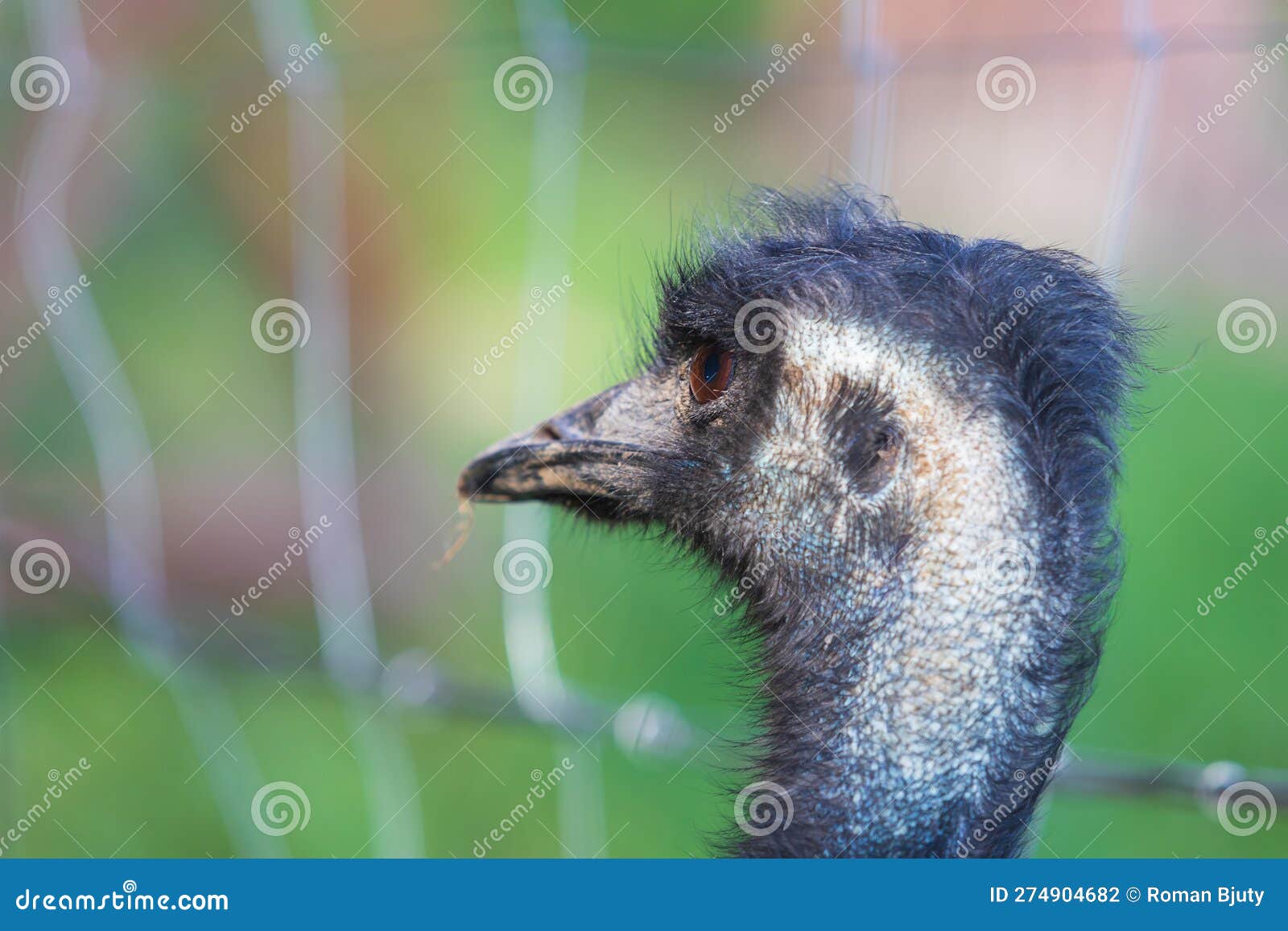 Portrait of a Brown Emu on a Green Background Stock Photo - Image of ...