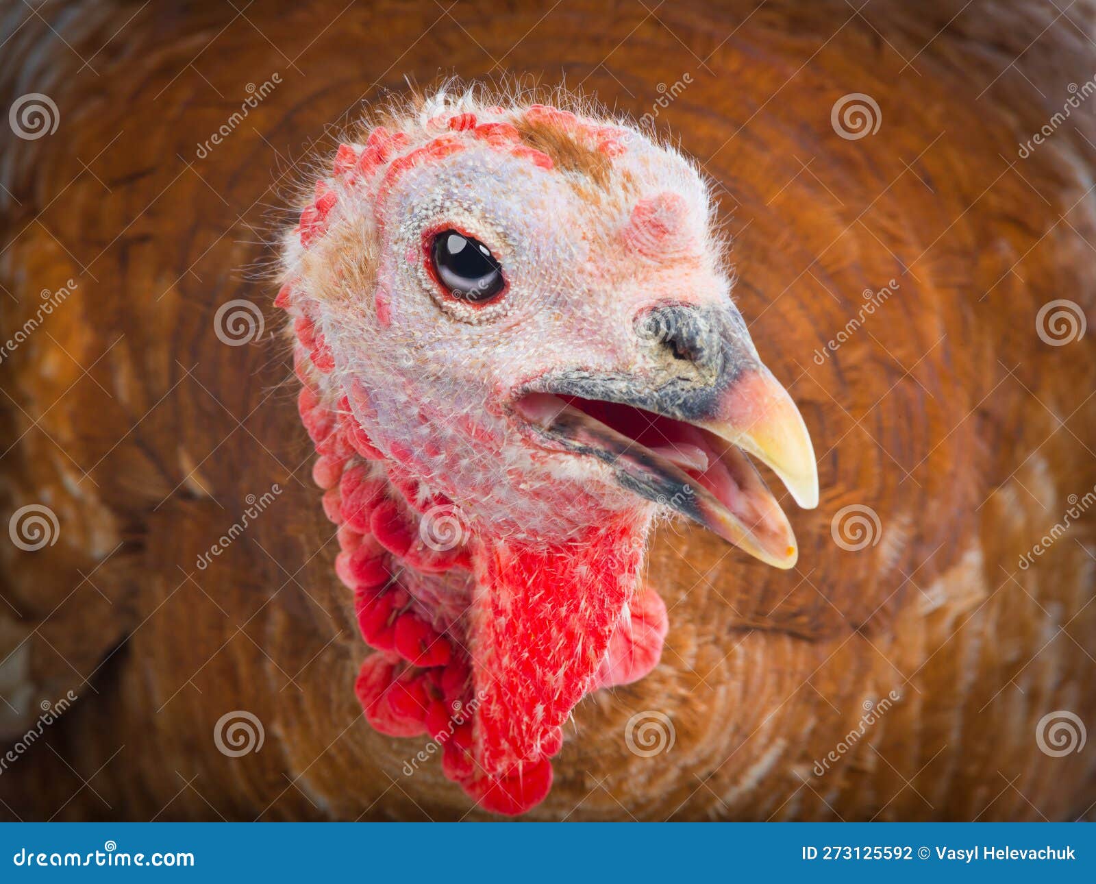 Portrait of Brown Female Turkey Stock Photo - Image of design, wild ...