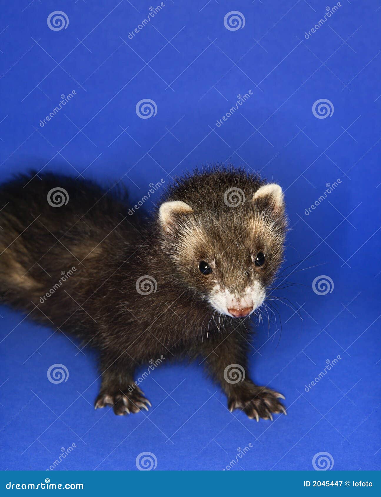1,782 Portrait Brown Ferret Stock Photos - Free & Royalty-Free Stock ...
