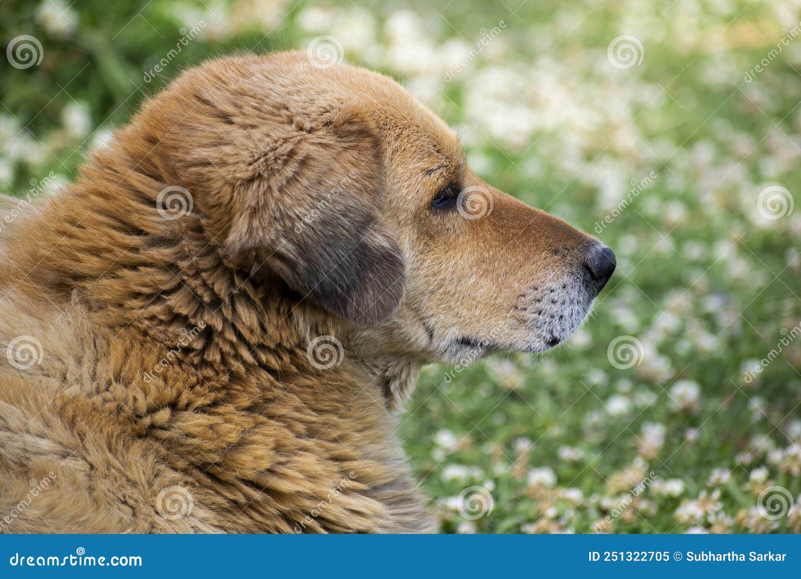 A Portrait of a Brown Fluffy Dog Looking Another Side Stock Image ...