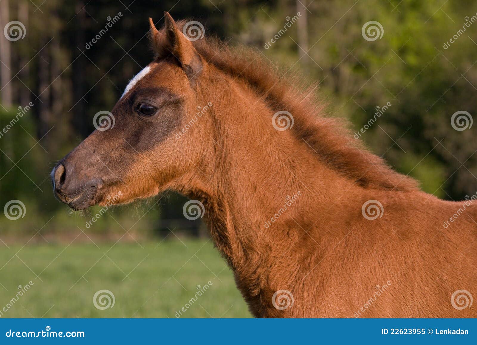 Portrait of brown foal stock image. Image of equestrian - 22623955