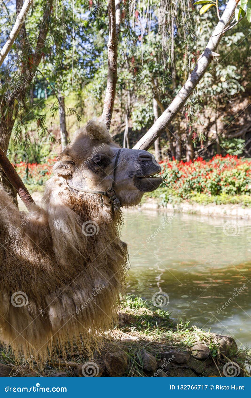 Portrait of a Brown Hairy Camel Stock Image - Image of fauna, brown ...
