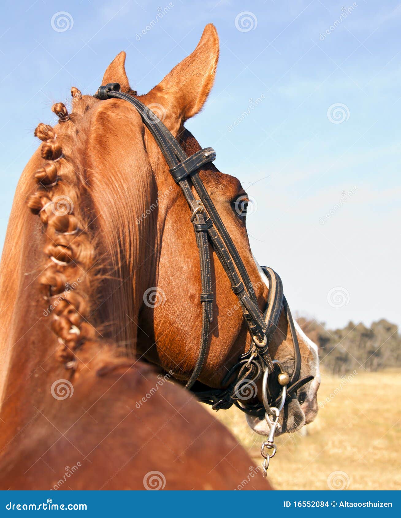 Portrait of Brown Horse from Behind Stock Photo - Image of alert, black ...