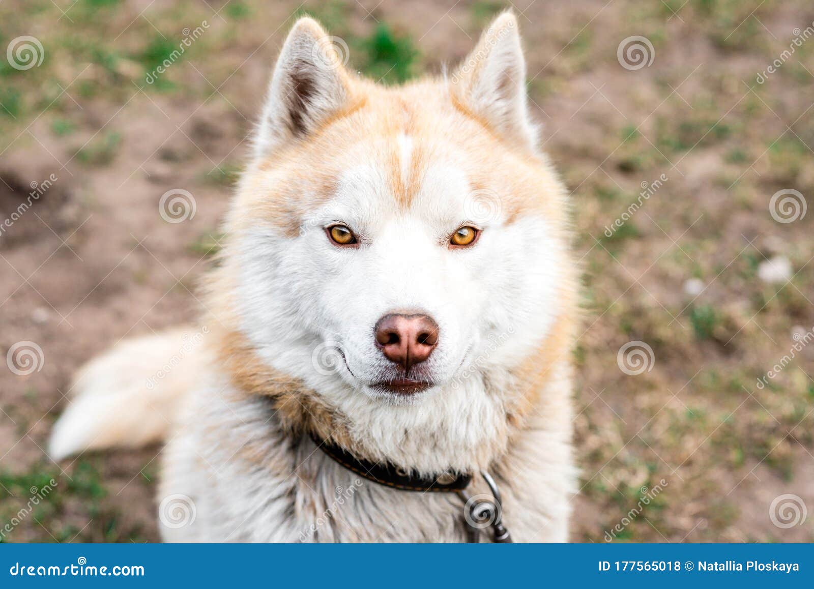 Portrait of Brown Husky Dog on Grass in Early Spring Stock Photo ...
