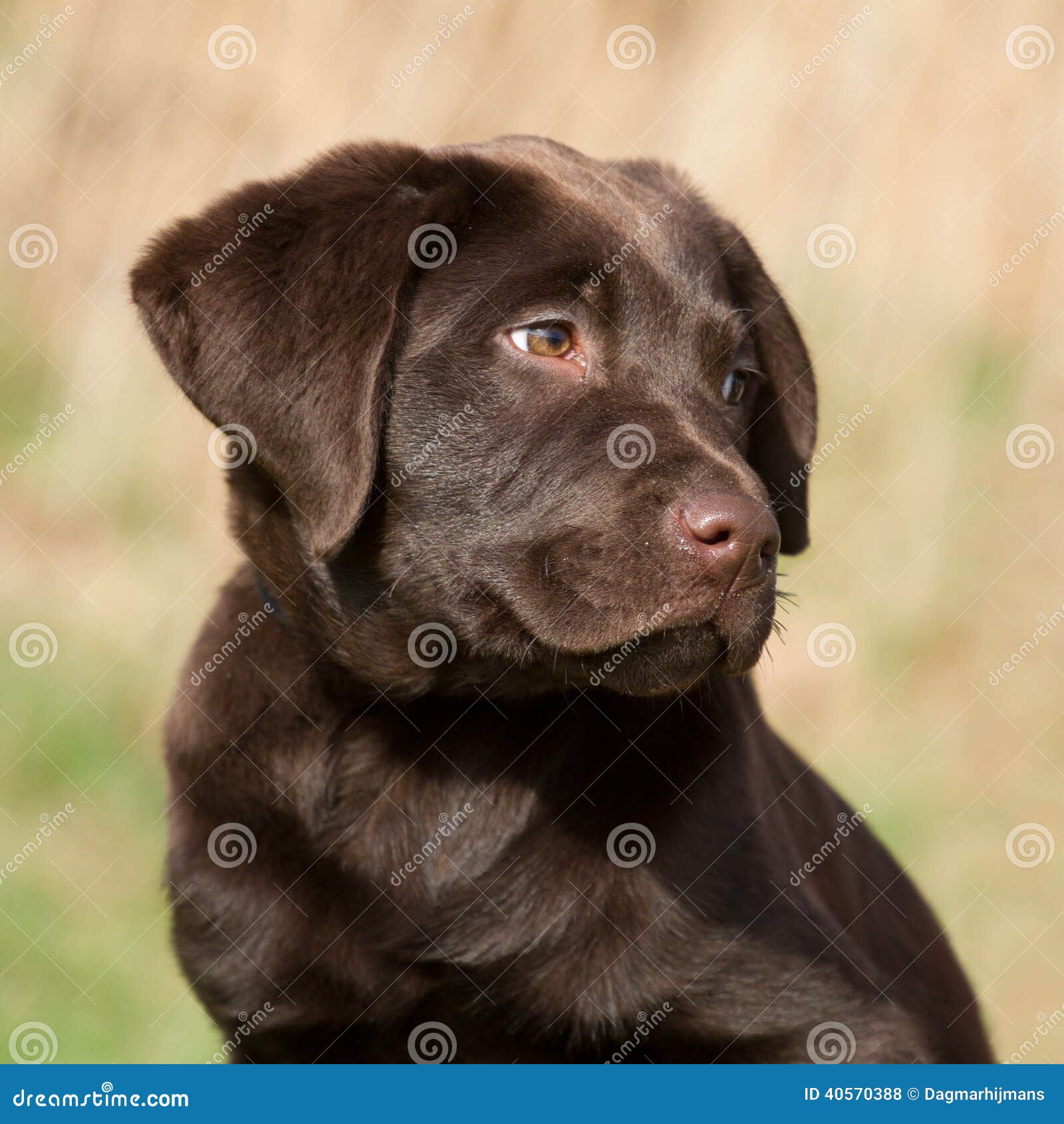 Portrait of a Brown Labrador Puppy Stock Photo - Image of puppy, brown ...