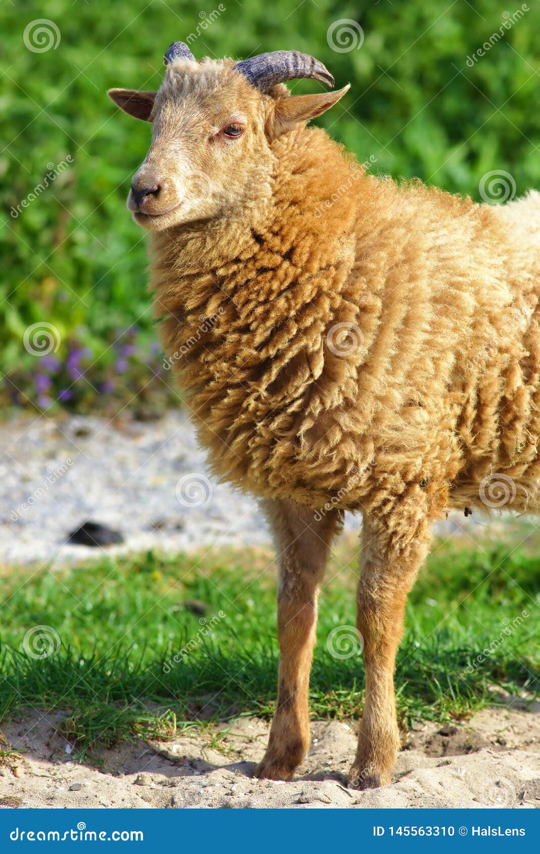 Portrait of a sheep stock photo. Image of farming, lambs - 145563310