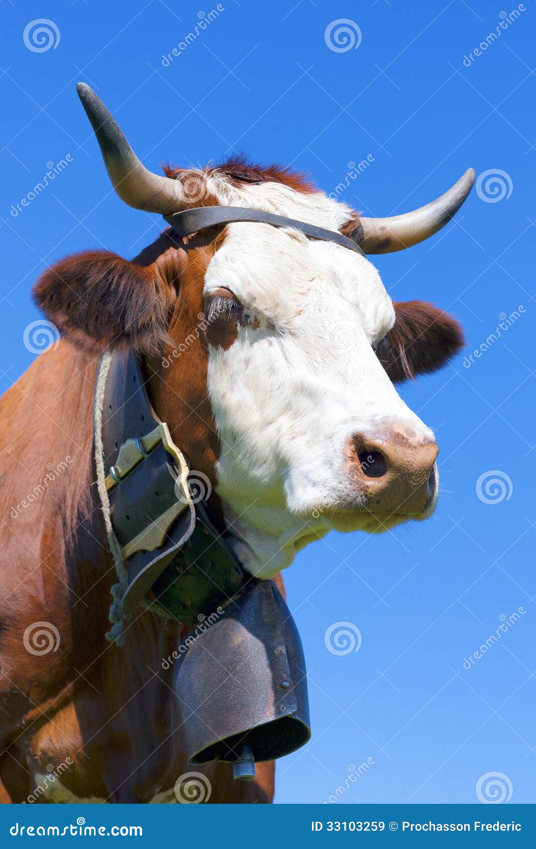 Portrait of Brown Milk Cow with Bell Stock Image - Image of country ...