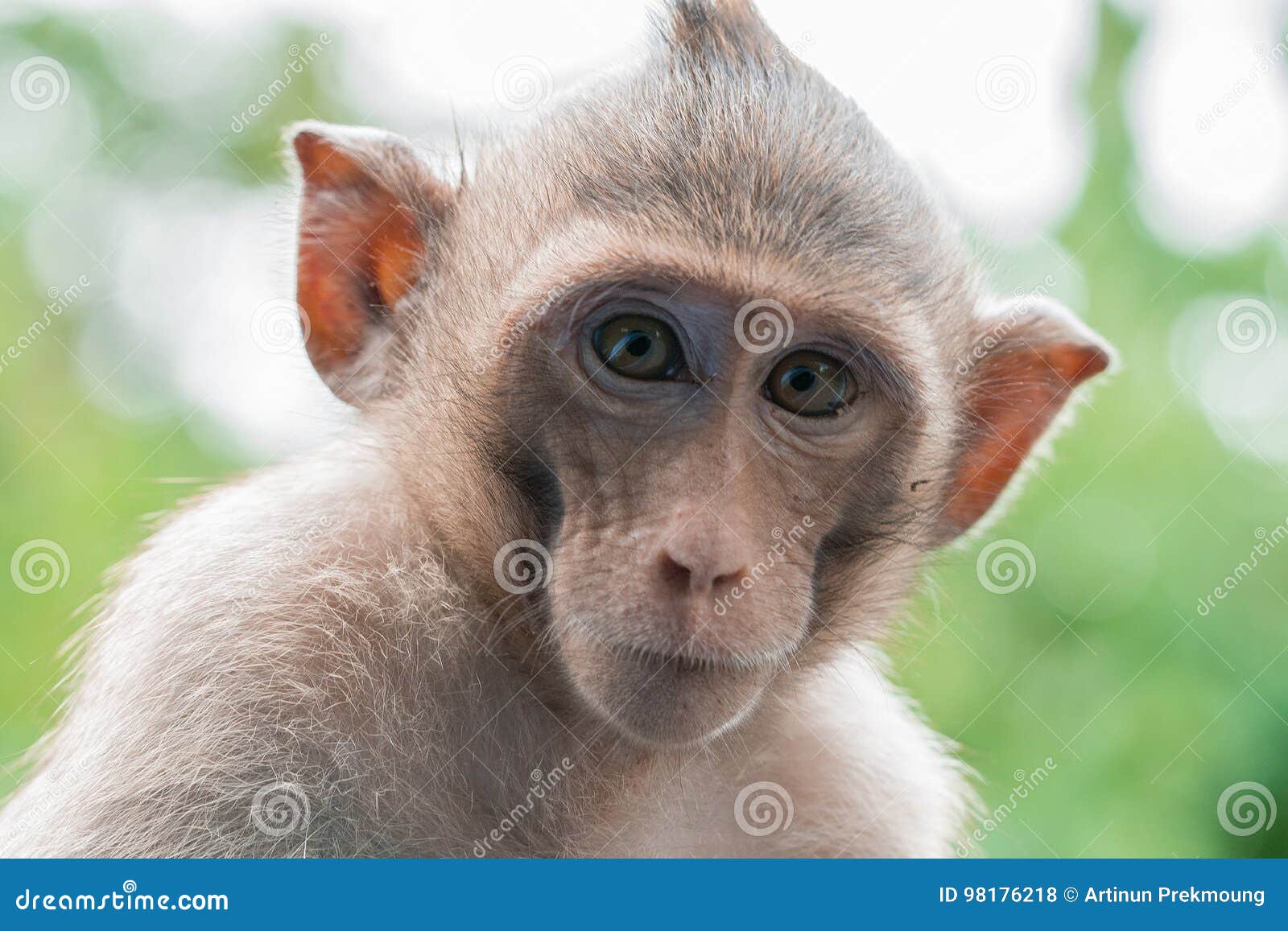 Portrait of brown monkey stock photo. Image of field - 98176218