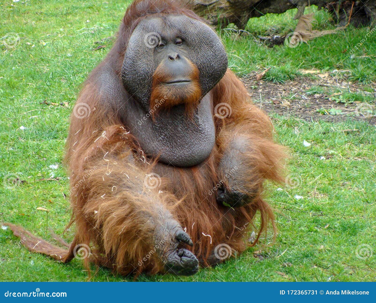 Portrait of a brown monkey editorial photo. Image of park - 172365731