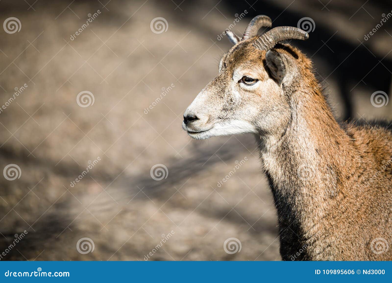 Portrait of Mountain Goat in Nature Park Stock Photo - Image of alps ...