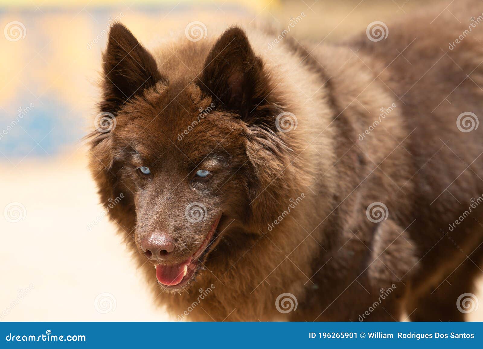 Portrait of a Brown Pomsky with Blue Eyes Playing Outdoors Stock Image ...
