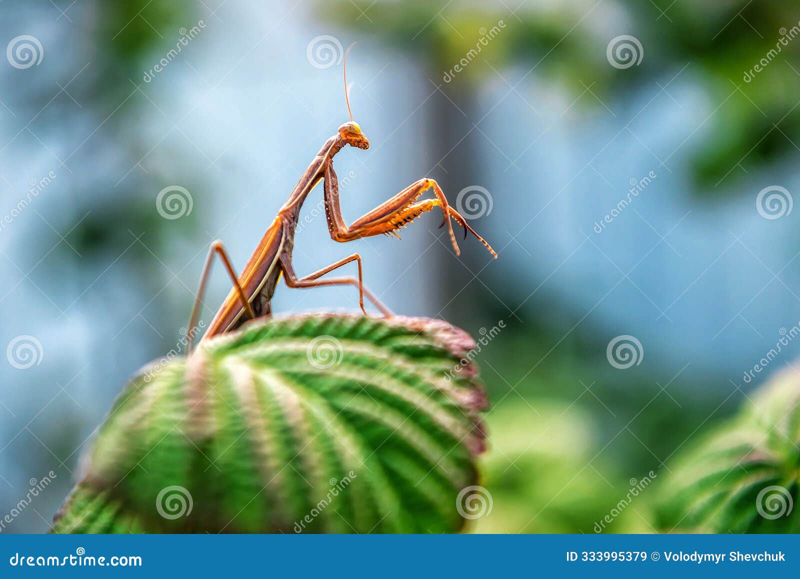 Portrait of Brown Praying Mantis (Mantis Religiosa) on the Leaf Stock ...