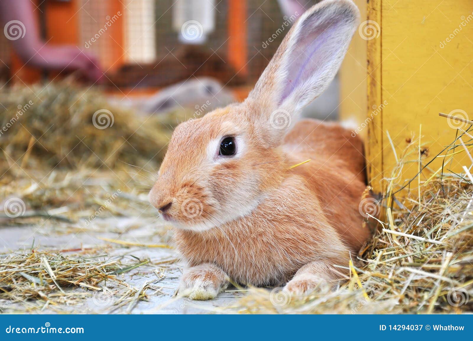 Brown Rabbit Fur Texture, Animal Skin Background Royalty-Free Stock ...