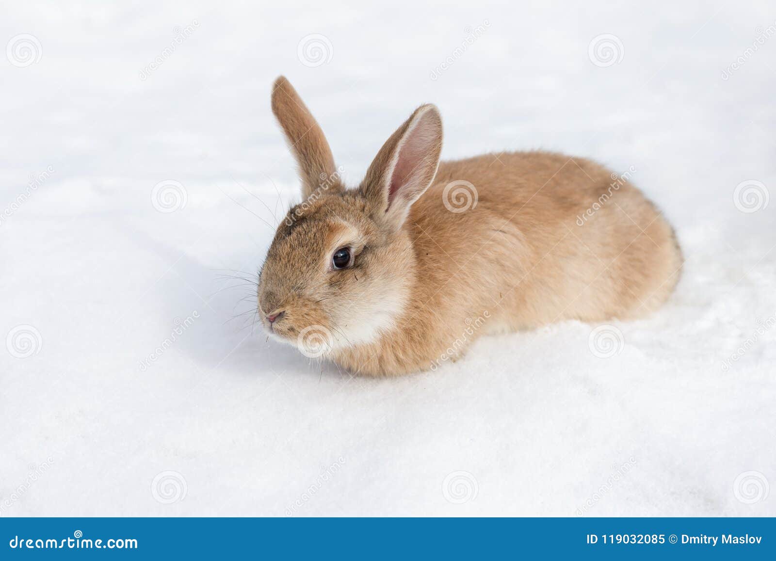 Brown rabbit on white snow stock image. Image of white - 119032085