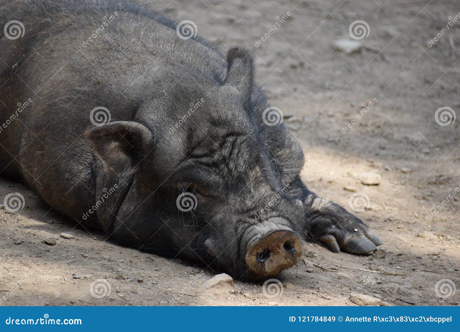 Closeup of a Brown Sleeping Big Pig in a Park in Germany Stock Image ...