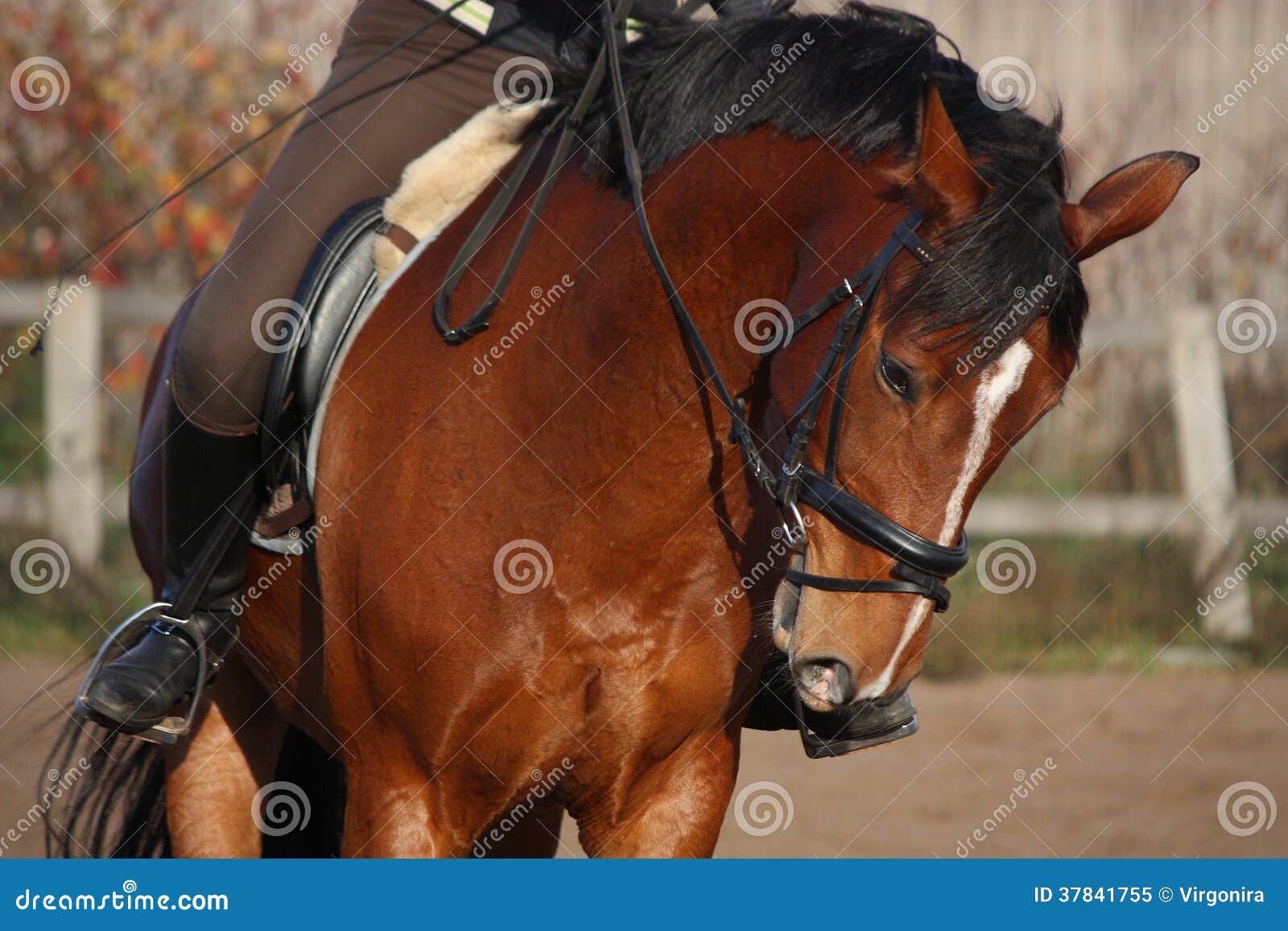 Portrait of Brown Sport Horse Stock Image - Image of equestrian, beast ...
