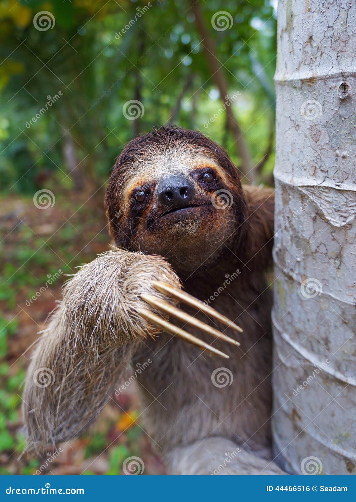 Portrait of Brown-Throated Sloth on a Tree Stock Photo - Image of ...
