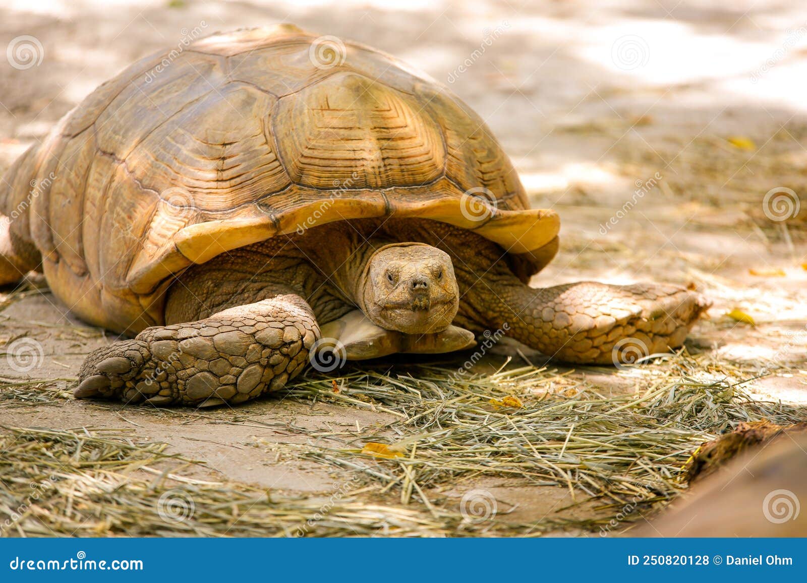 Portrait of a Brown Tortoise Stock Photo - Image of organism, landscape ...