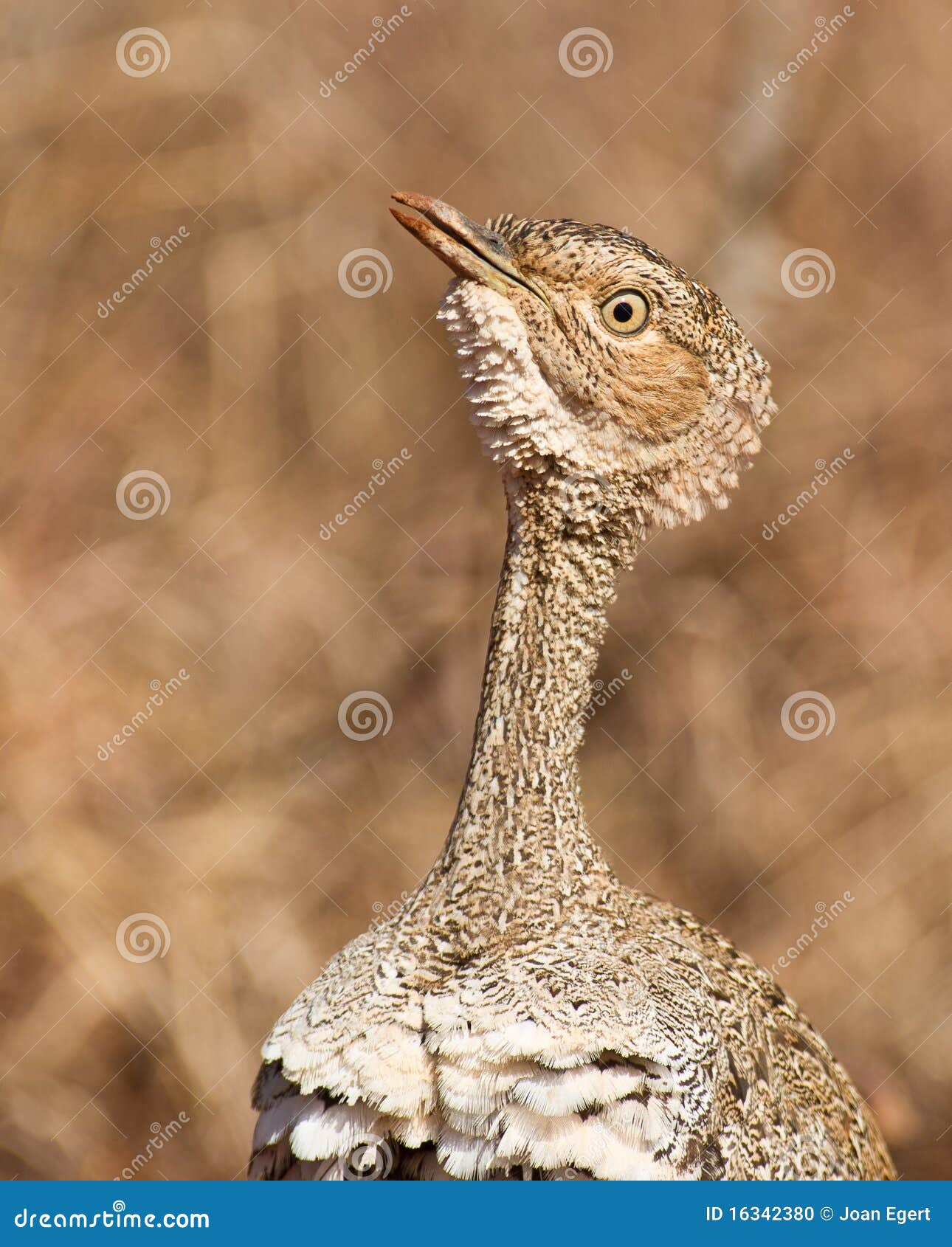 A Portrait Of The Buff-crested Bustard Stock Photo | CartoonDealer.com ...