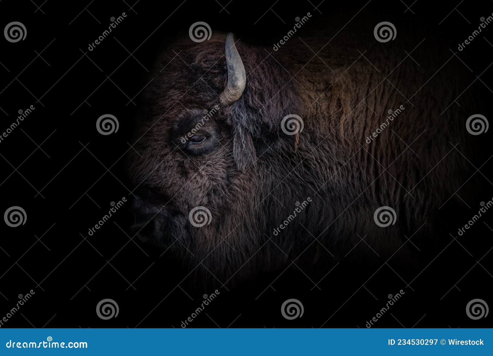 Portrait of a Buffalo Isolated on a Black Background Stock Image ...
