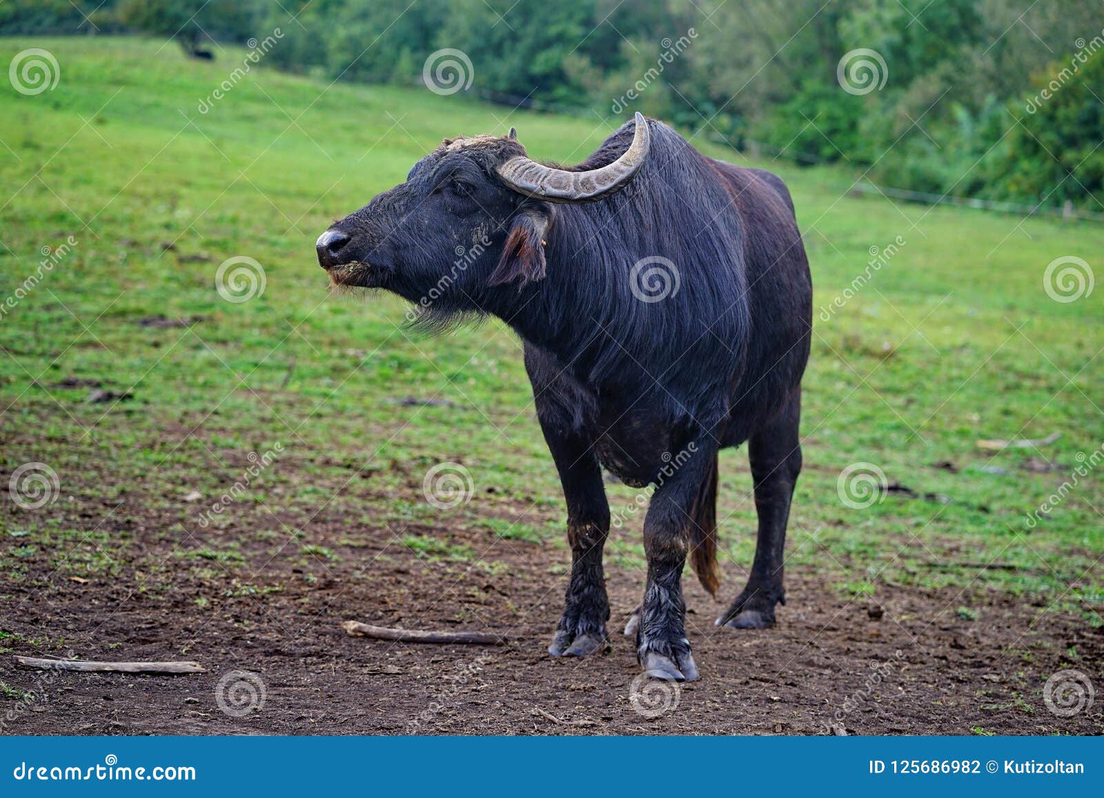 Buffalo on the meadow stock photo. Image of strength - 125686982