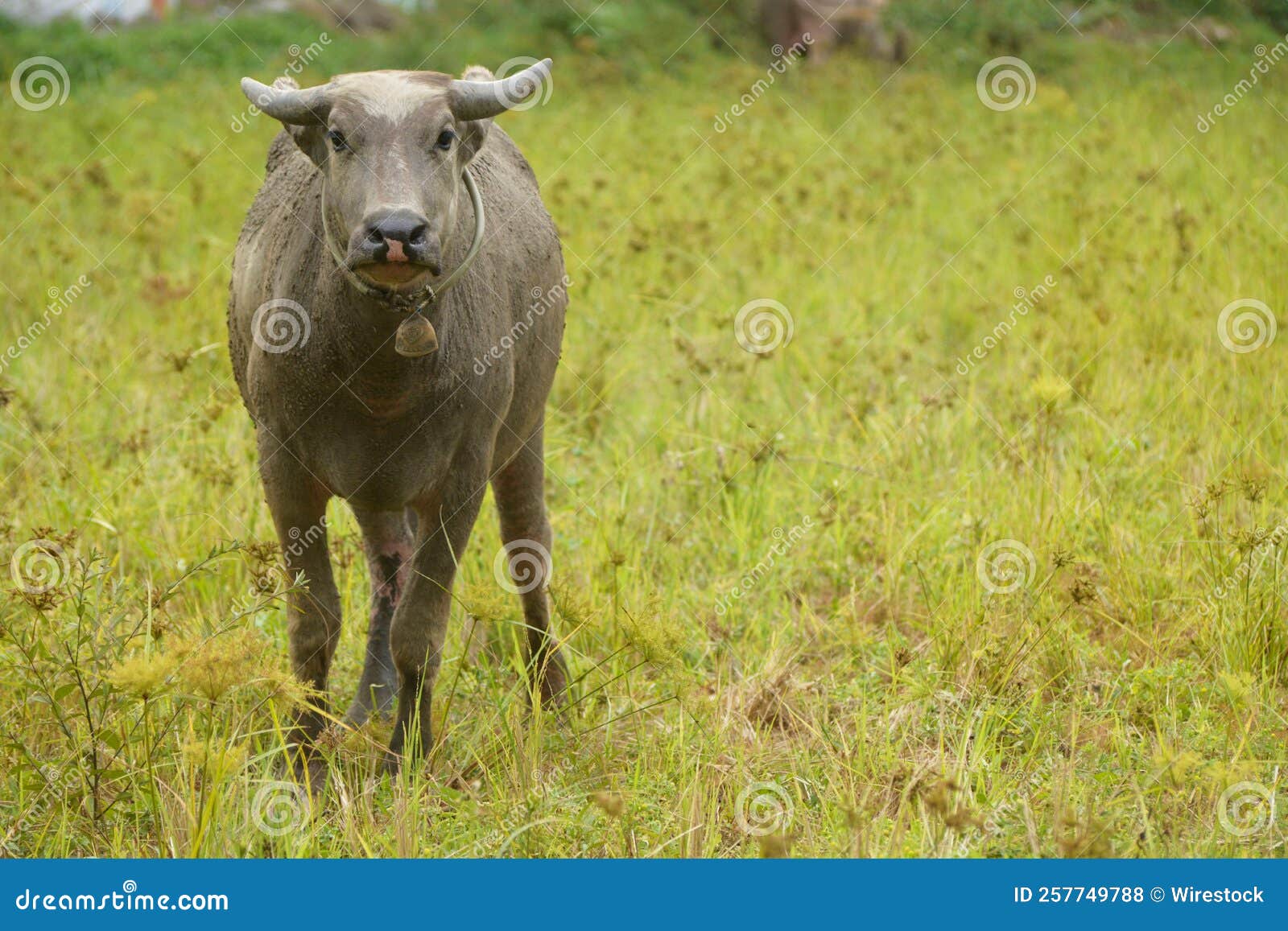 Portrait of a Buffalo Standing in the Field Stock Photo - Image of park ...