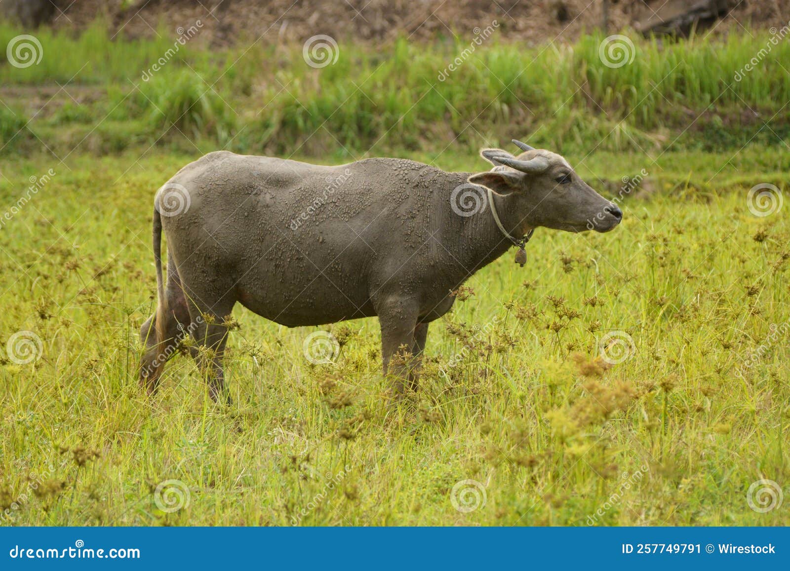 Portrait of a Buffalo Standing in the Field Stock Image - Image of ...