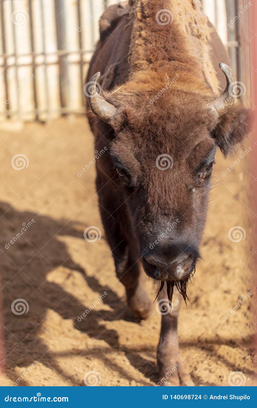 Portrait of a Buffalo in a Zoo Stock Photo - Image of herbivore, grass ...