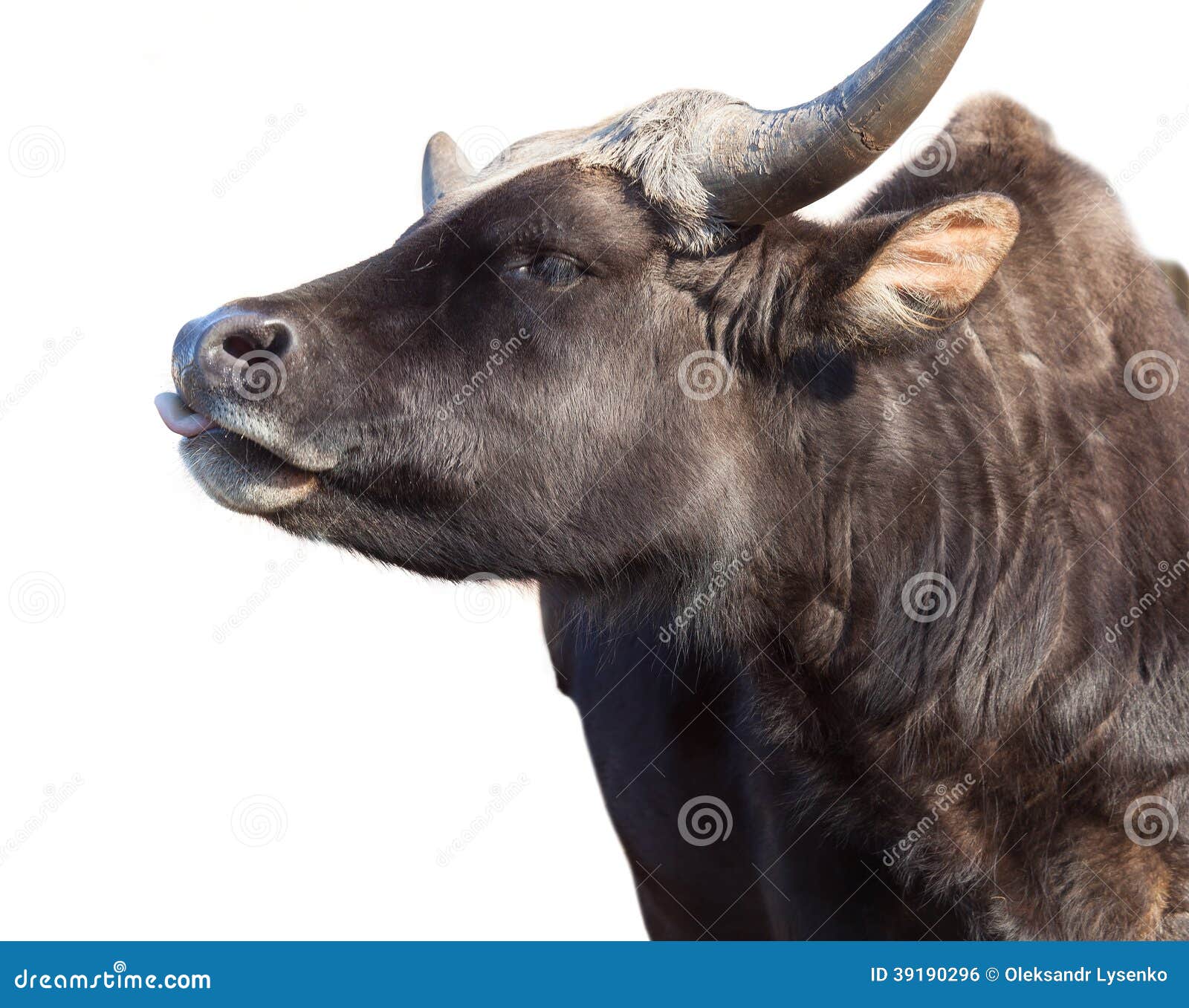 Bull Isolated On White. Beautiful Big Brown Bull Full Length. Bull ...