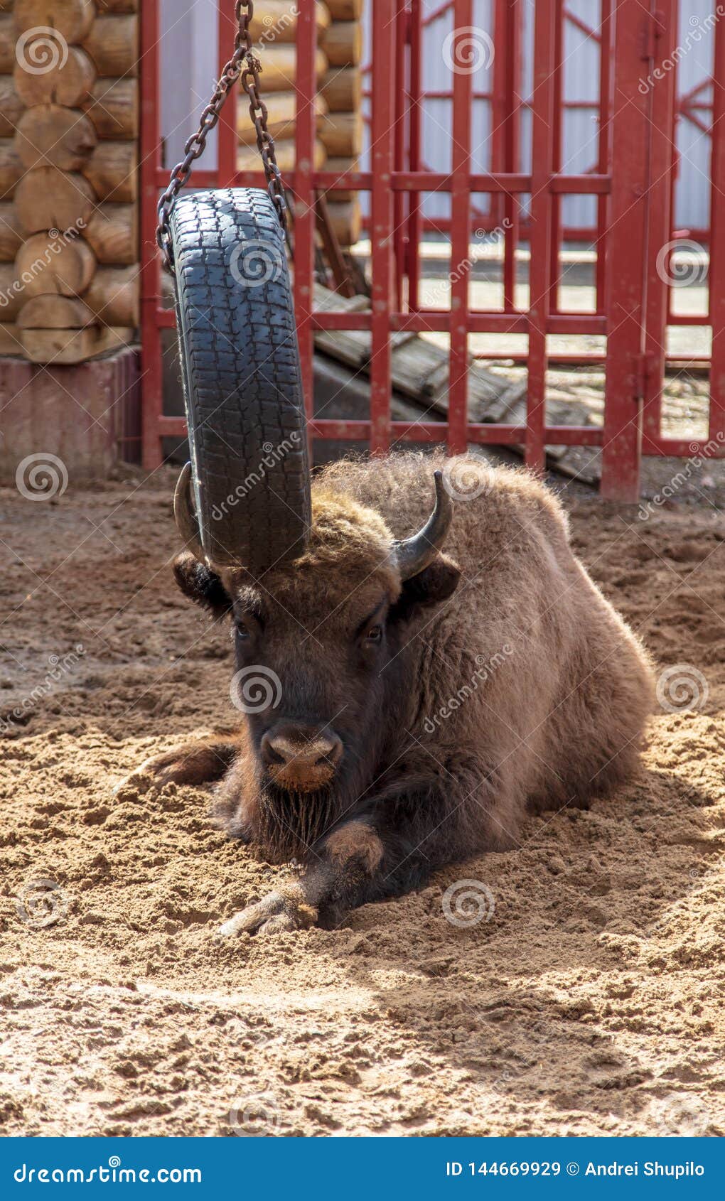 Portrait of a Bull Sitting on the Ground at the Zoo Stock Image - Image ...