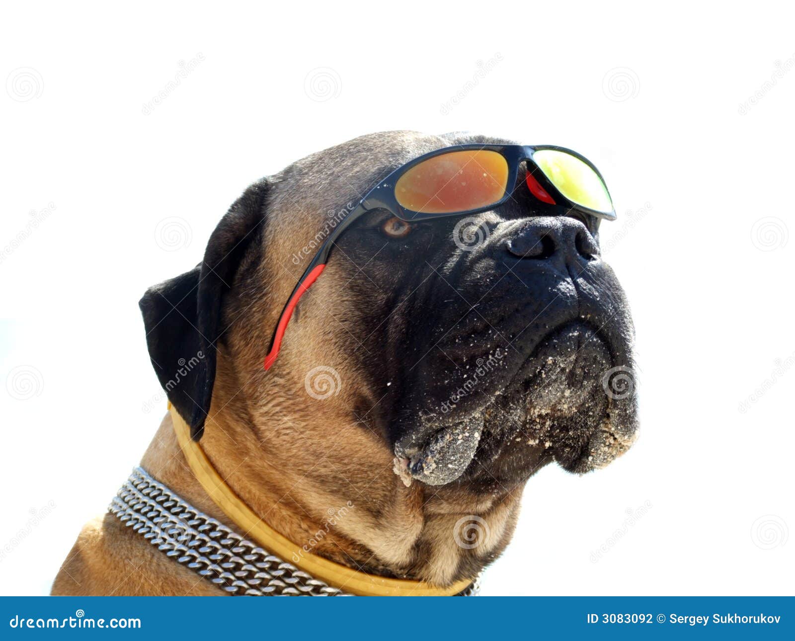 Portrait of the bulldog stock photo. Image of large, pets - 3083092