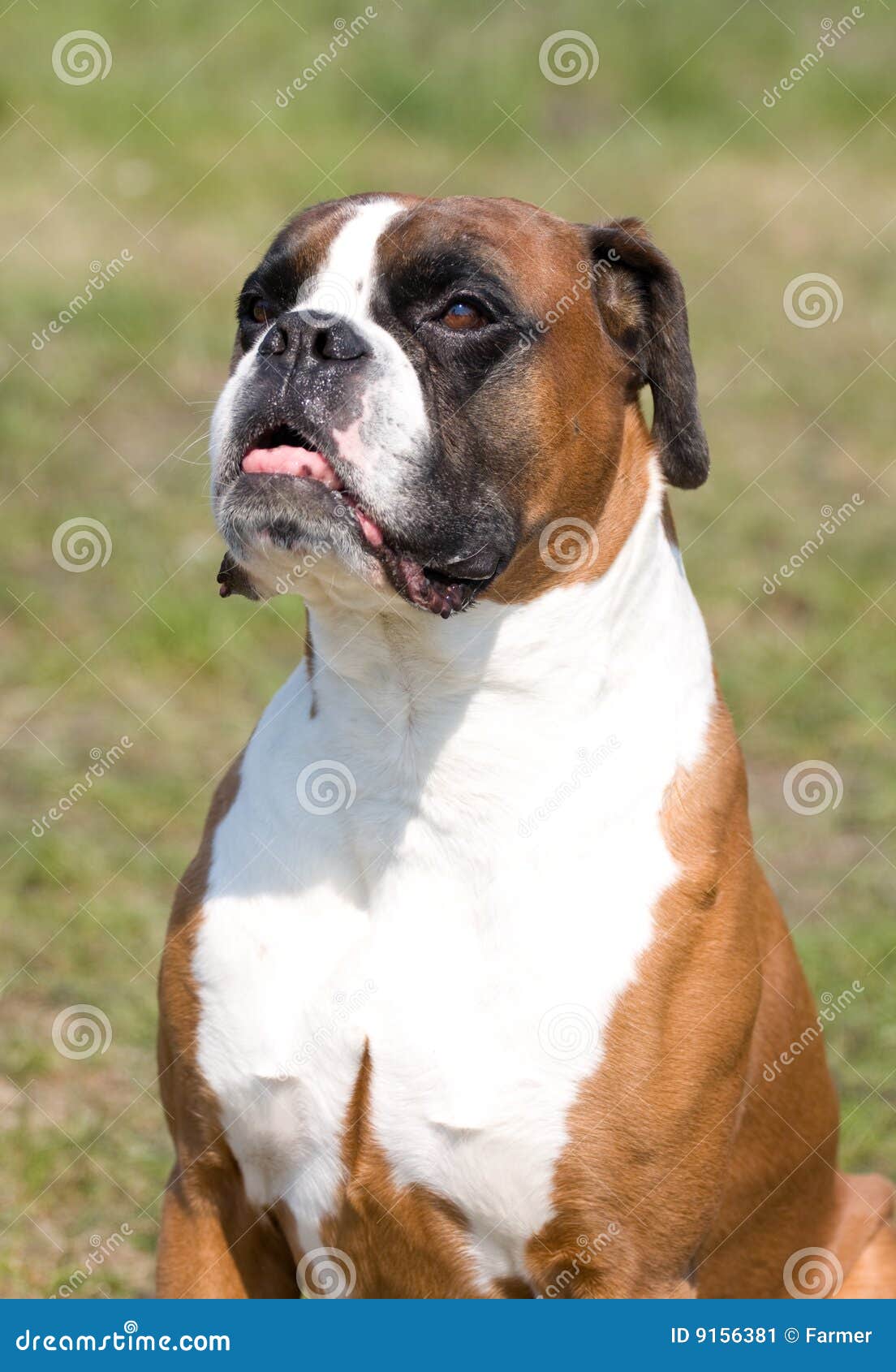 Portrait bulldog stock image. Image of animal, mammal - 9156381