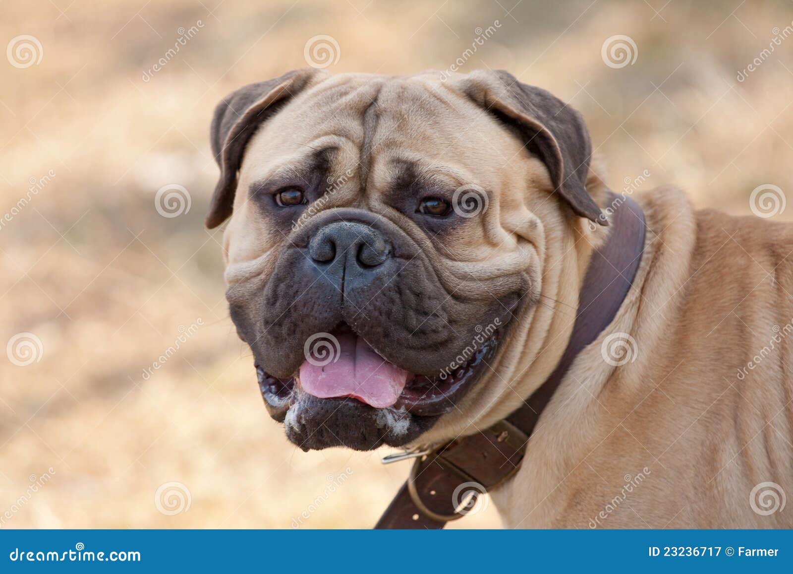 Portrait of bullmastiff stock image. Image of beautiful - 23236717