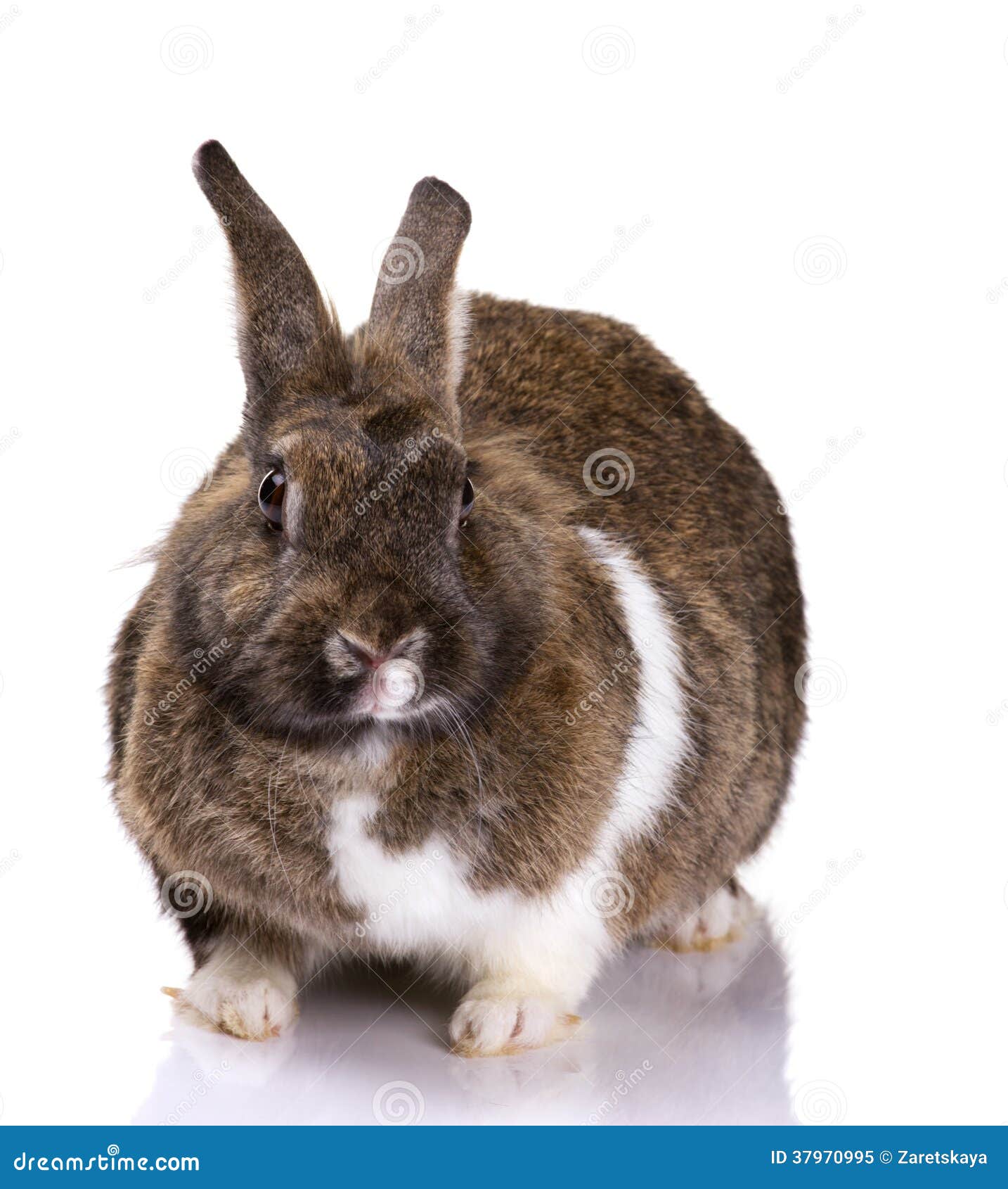 Portrait of bunny stock image. Image of nature, bunny - 37970995