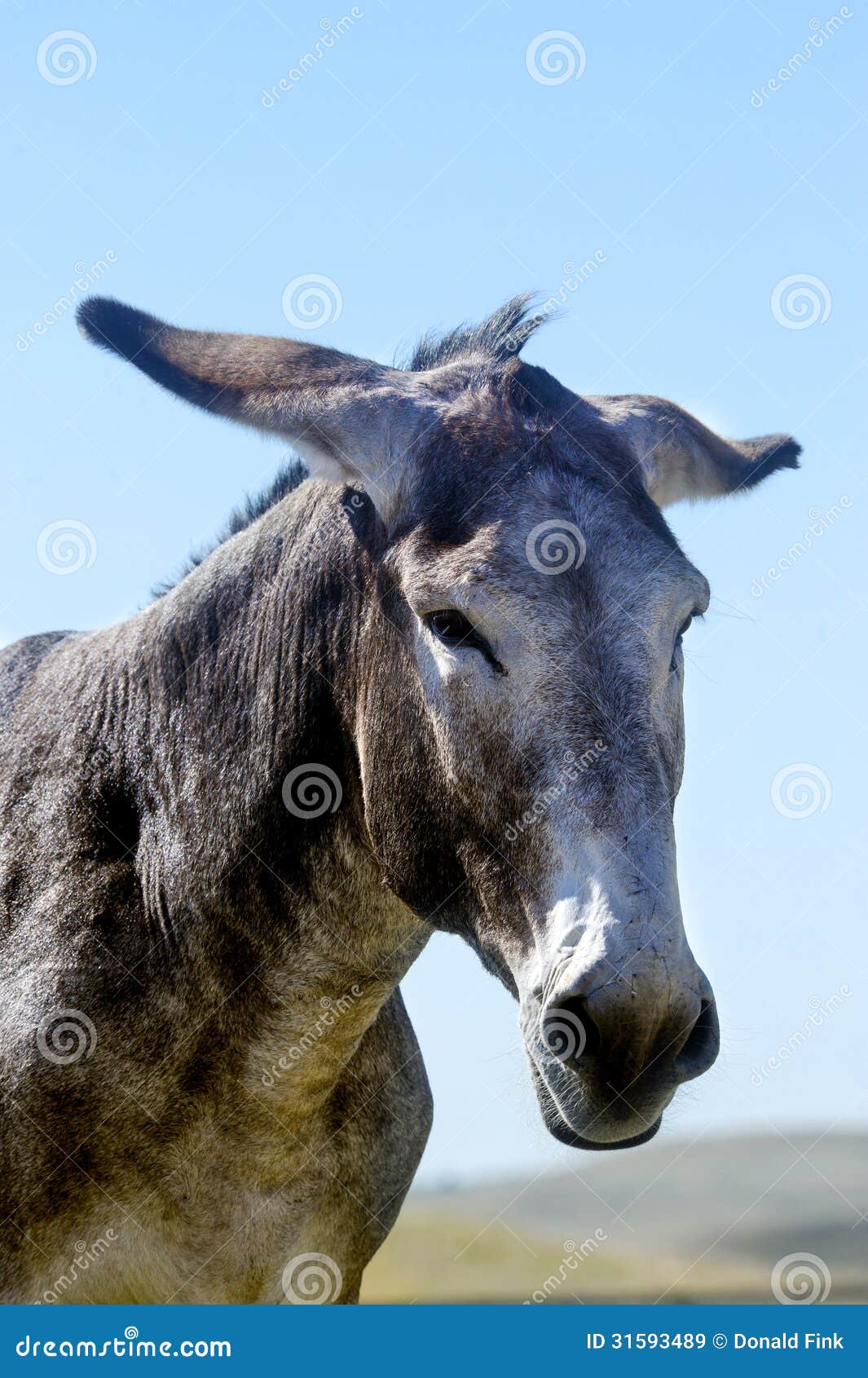 Portrait of a burro stock image. Image of donkey, burro - 31593489