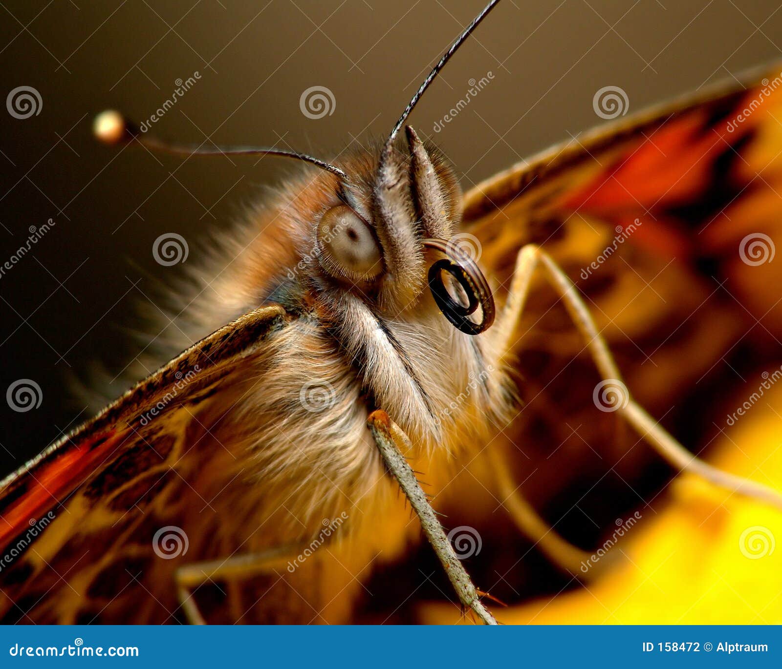 Portrait of a butterfly stock photo. Image of flutter, moth - 158472
