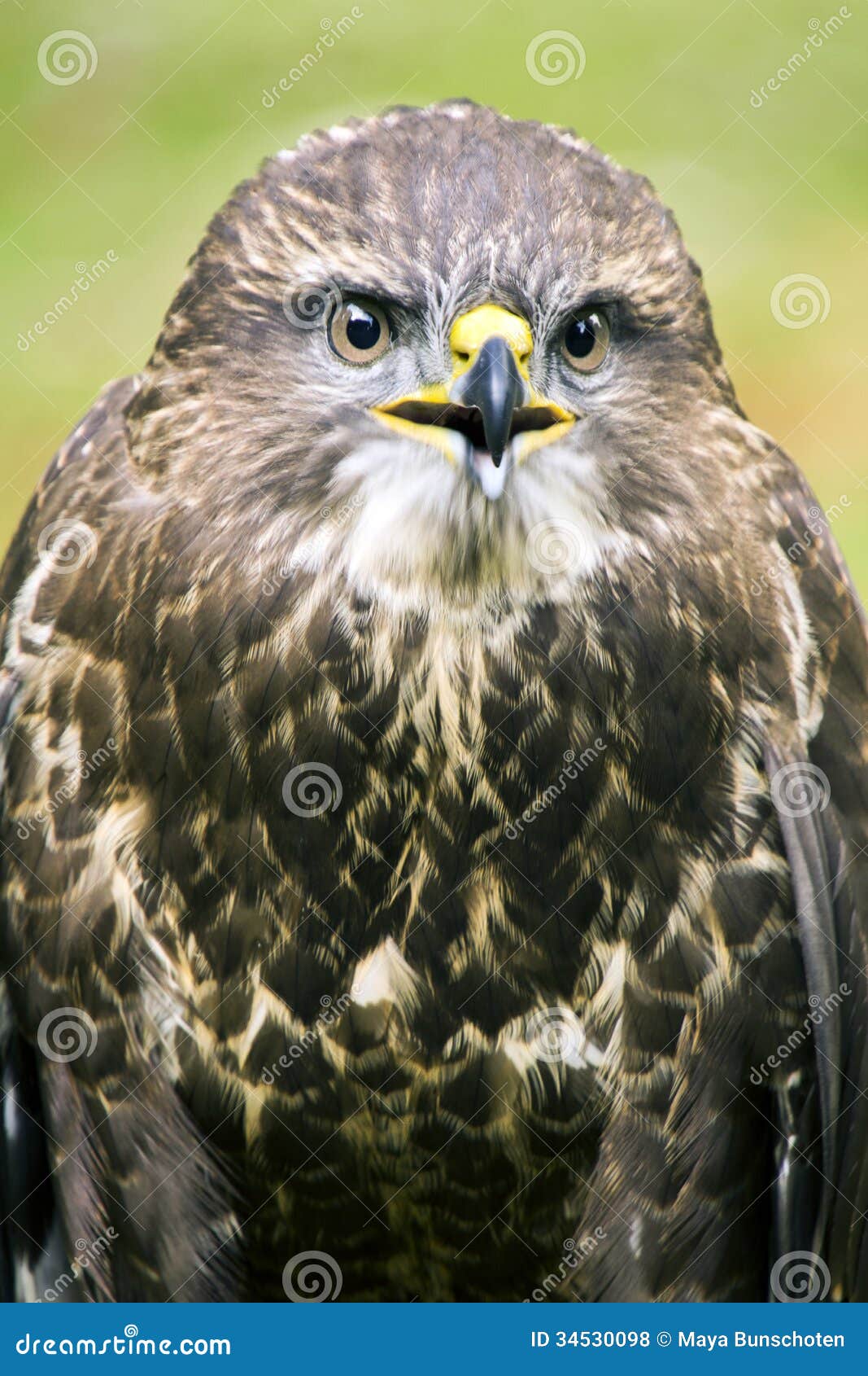 Portrait of a buzzard stock photo. Image of portrait - 34530098