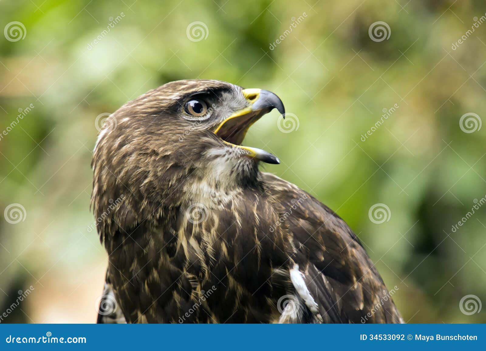 Portrait of a buzzard stock photo. Image of fierce, plumage - 34533092