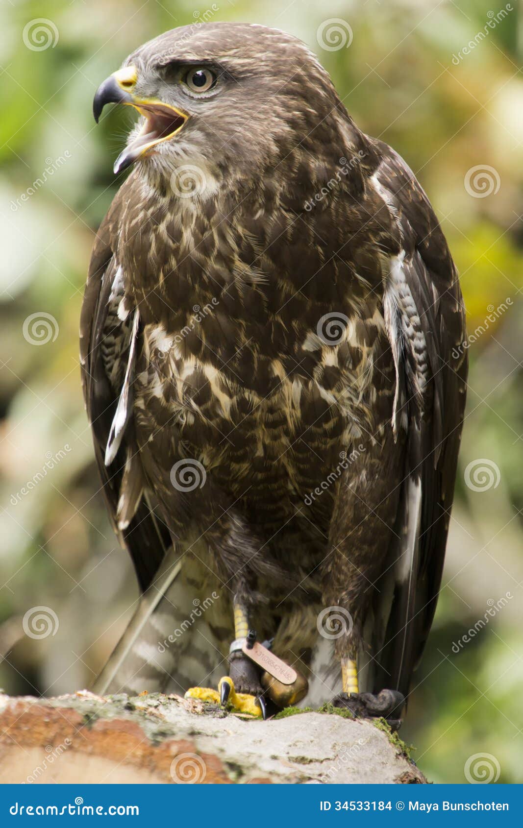 Portrait of a buzzard stock photo. Image of eyes, fierce - 34533184