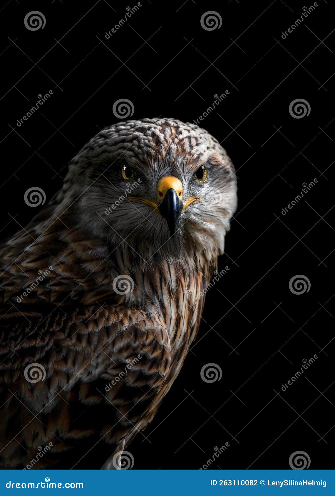 Portrait of a Buzzard Looking into the Camera Stock Photo - Image of ...