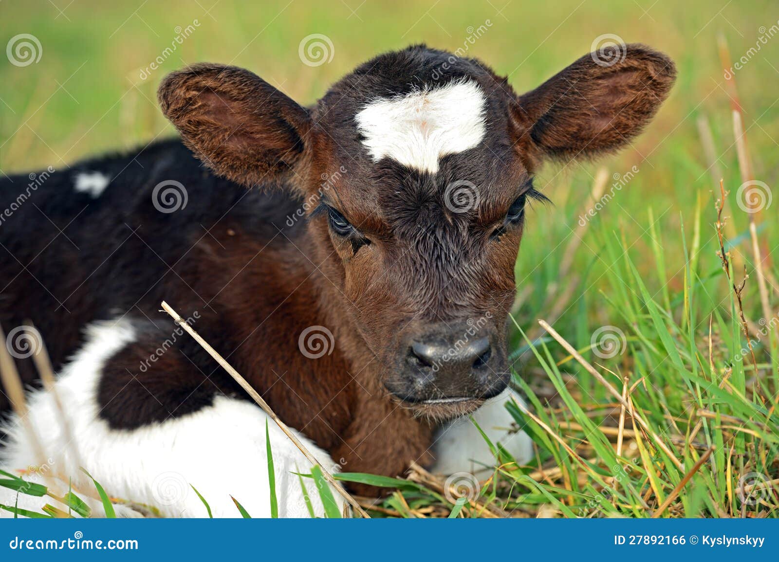 Portrait Calf stock photo. Image of farm, calf, animals - 27892166